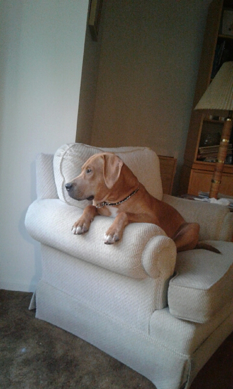 ROLLING WITH RAWHIDE – Rolling With Rawhide